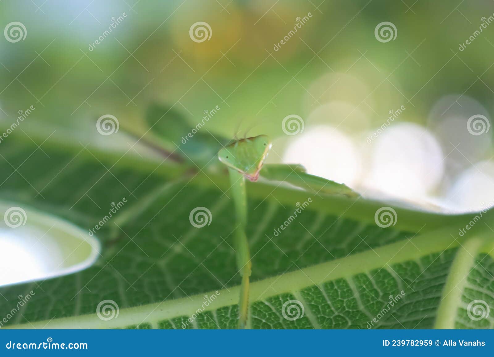 Green praying mantis stock image. Image of biology, beautiful - 239782959