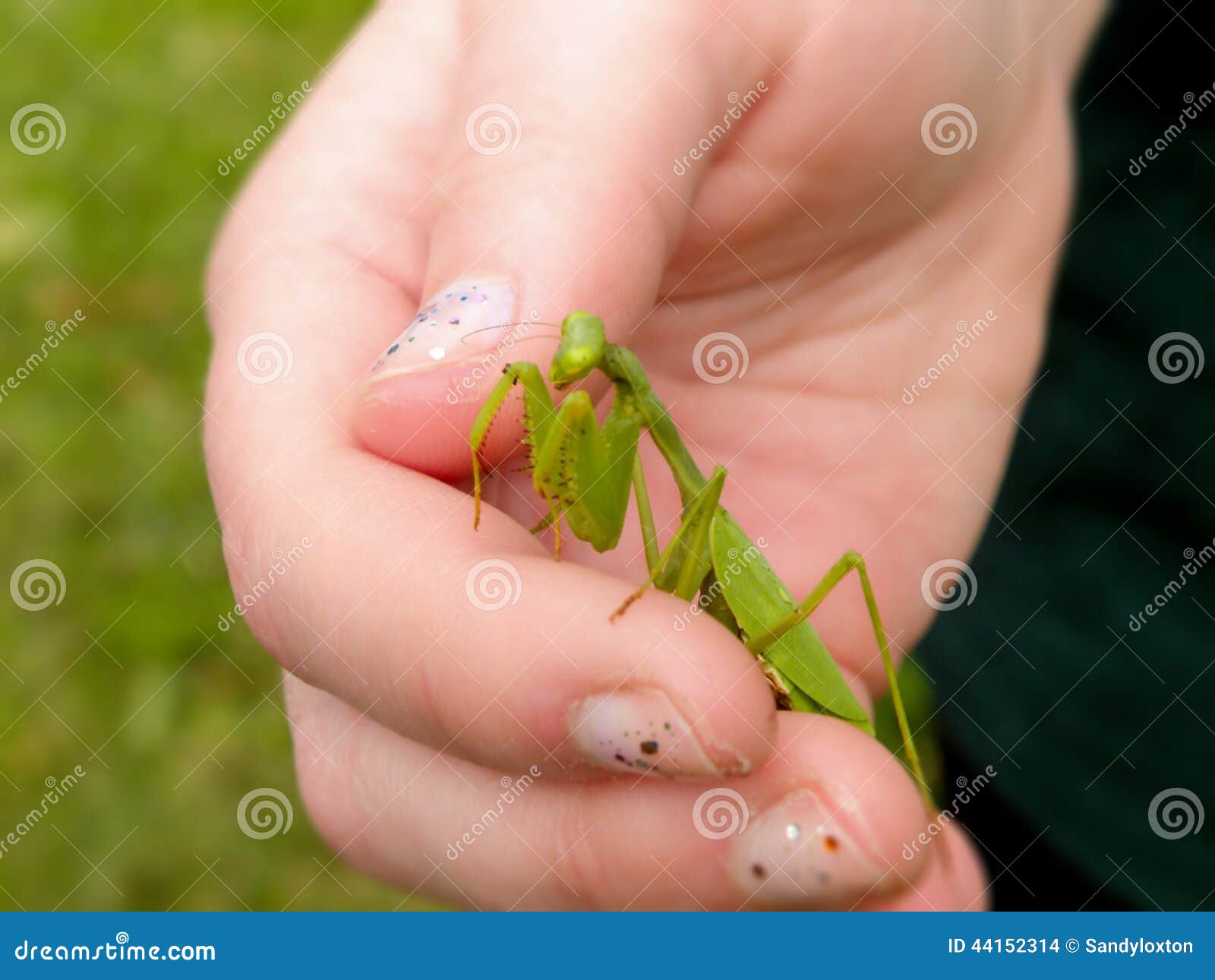 Green Praying mantis stock photo. Image of hand, hands - 44152314