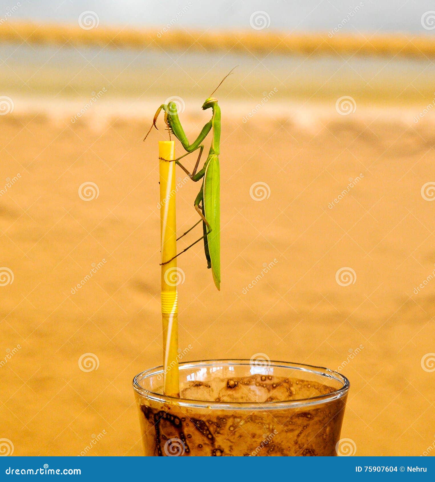 Green Praying Mantis on a Drinking Straw. Mantis Religiosa Stock Photo ...