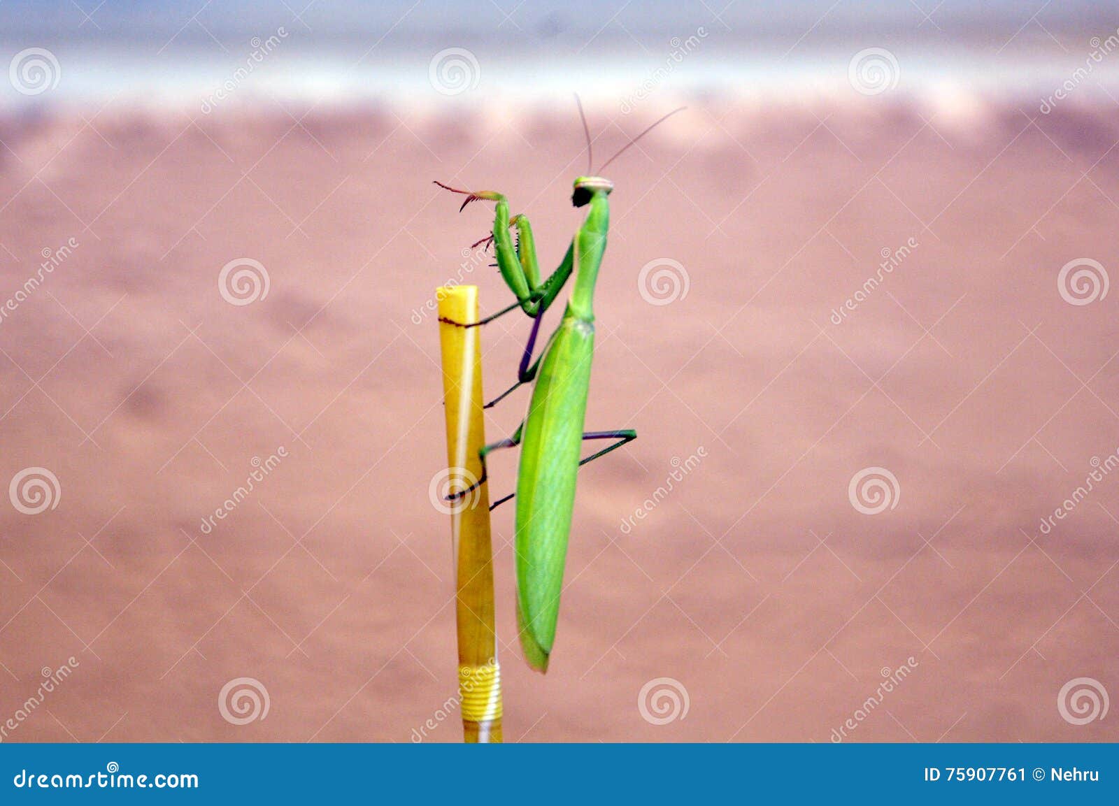 Green Praying Mantis on a Drinking Straw. Mantis Religiosa Stock Image ...