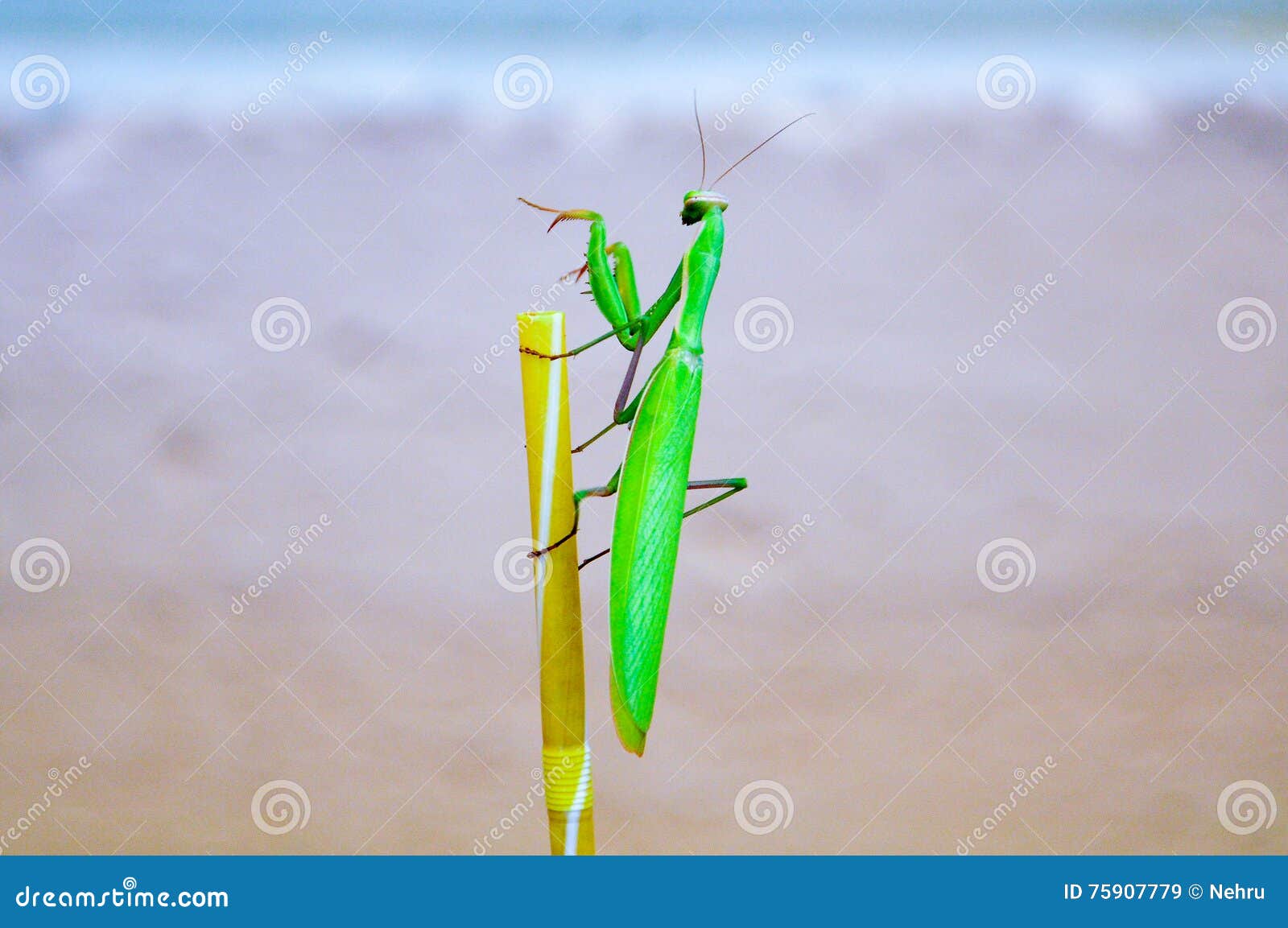 Green Praying Mantis on a Drinking Straw. Mantis Religiosa Stock Image ...