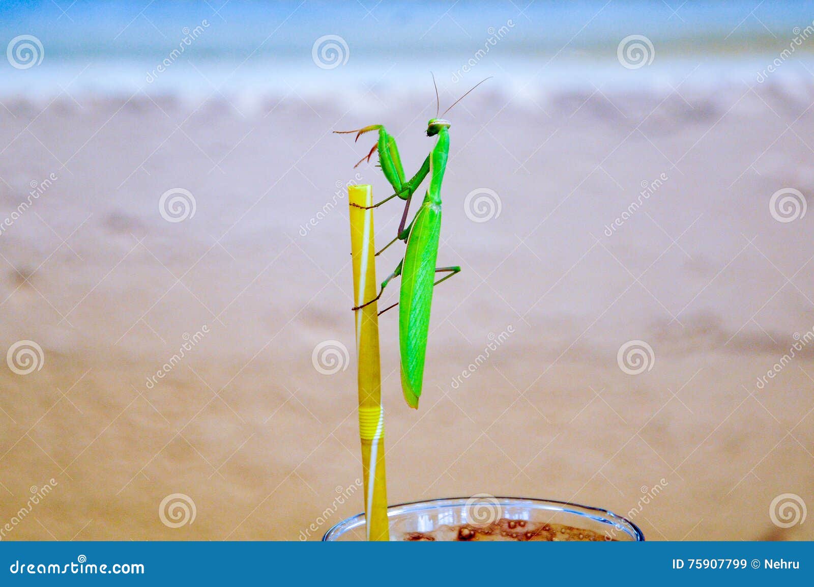 Green Praying Mantis on a Drinking Straw. Mantis Religiosa Stock Image ...