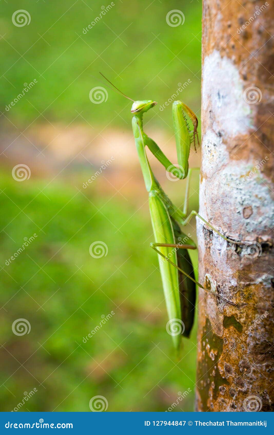 Green Praying Mantis stock image. Image of locust, claw - 127944847