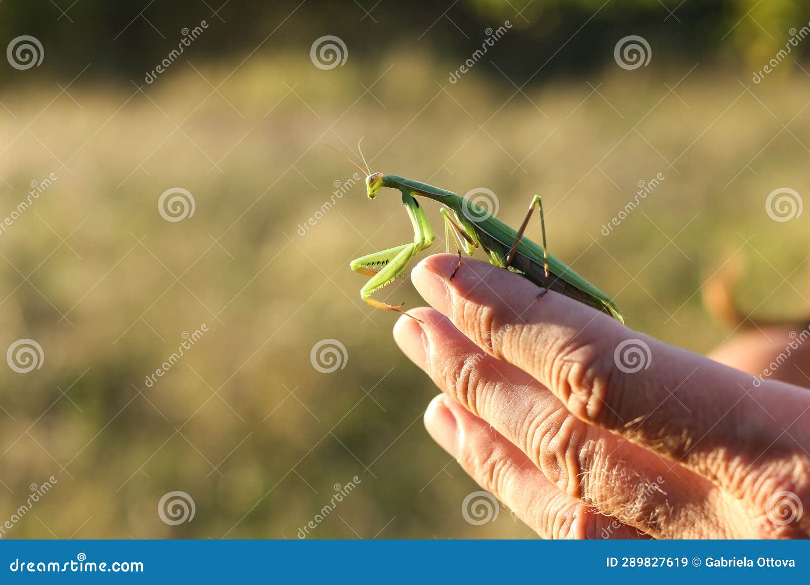 A Green Praying Mantis on a Hand Stock Image - Image of branch, closeup ...