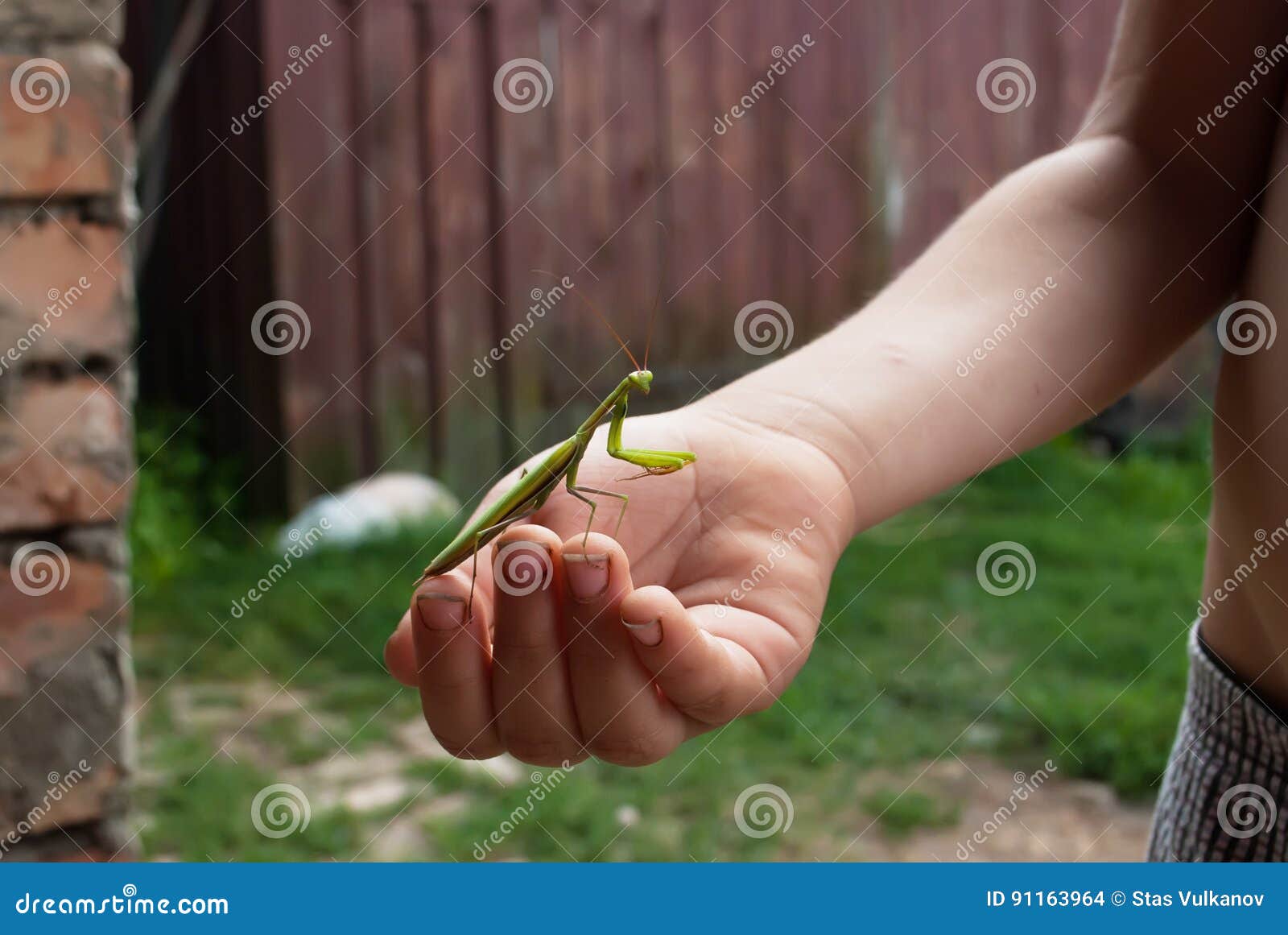 Green Praying Mantis on Hand, Stock Photo - Image of legs, antennae ...