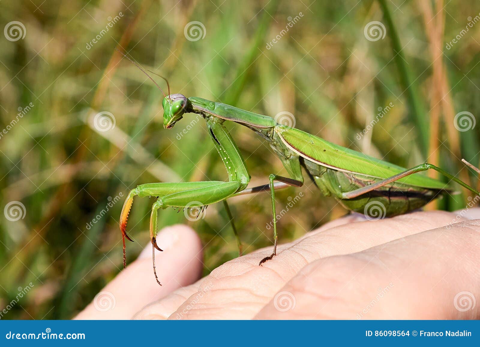 Green Praying Mantis on Hand. Stock Photo - Image of body, small: 86098564