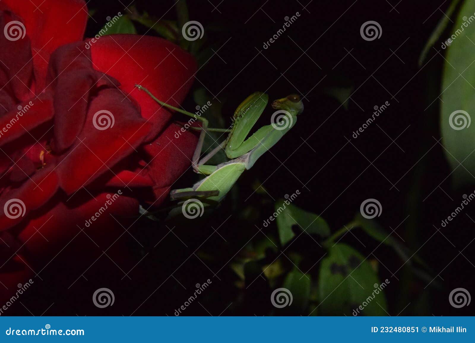 Green Praying Mantis and Its Red Rose Stock Image - Image of green ...