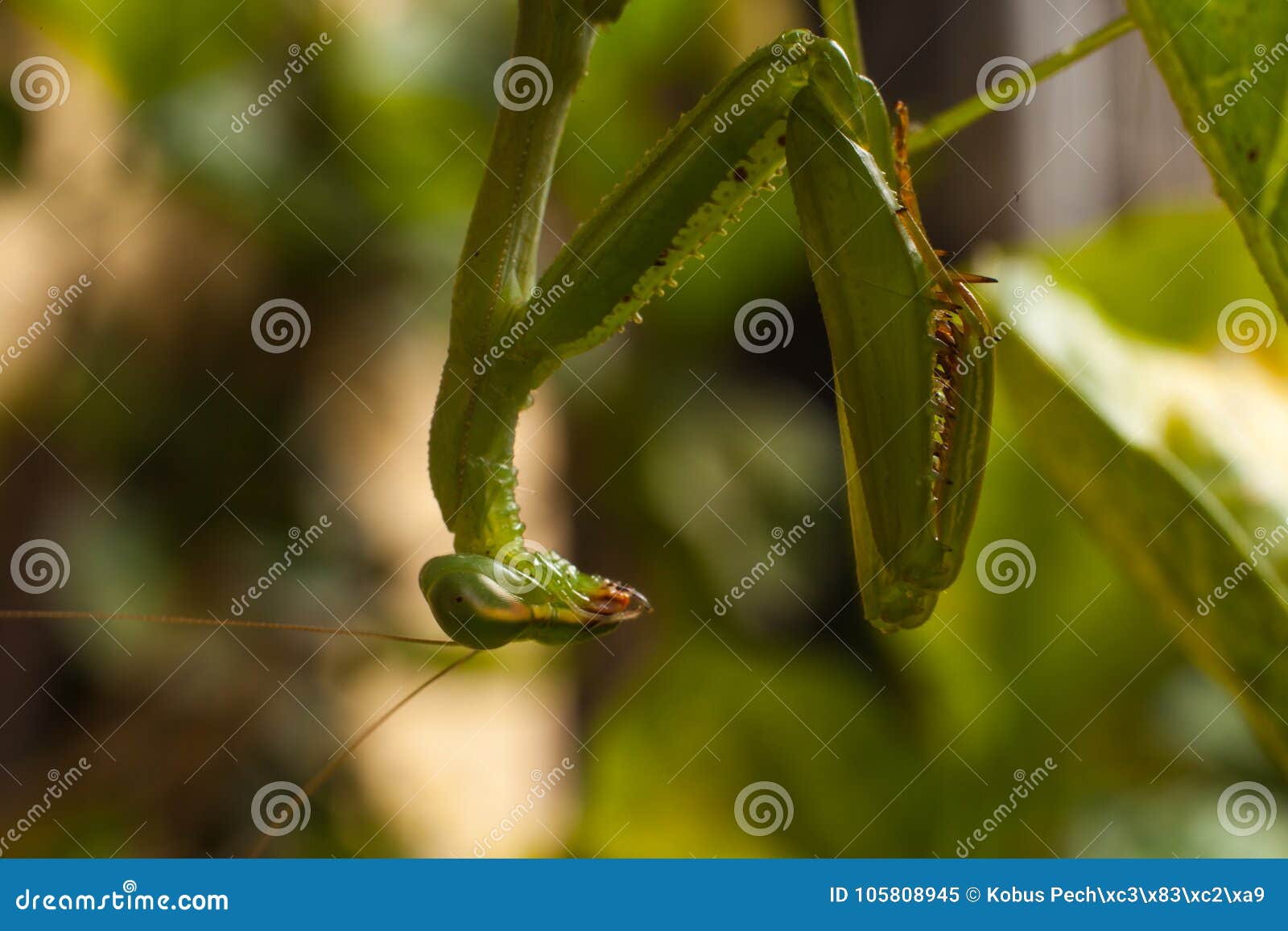 Praying Mantis Eating Snake