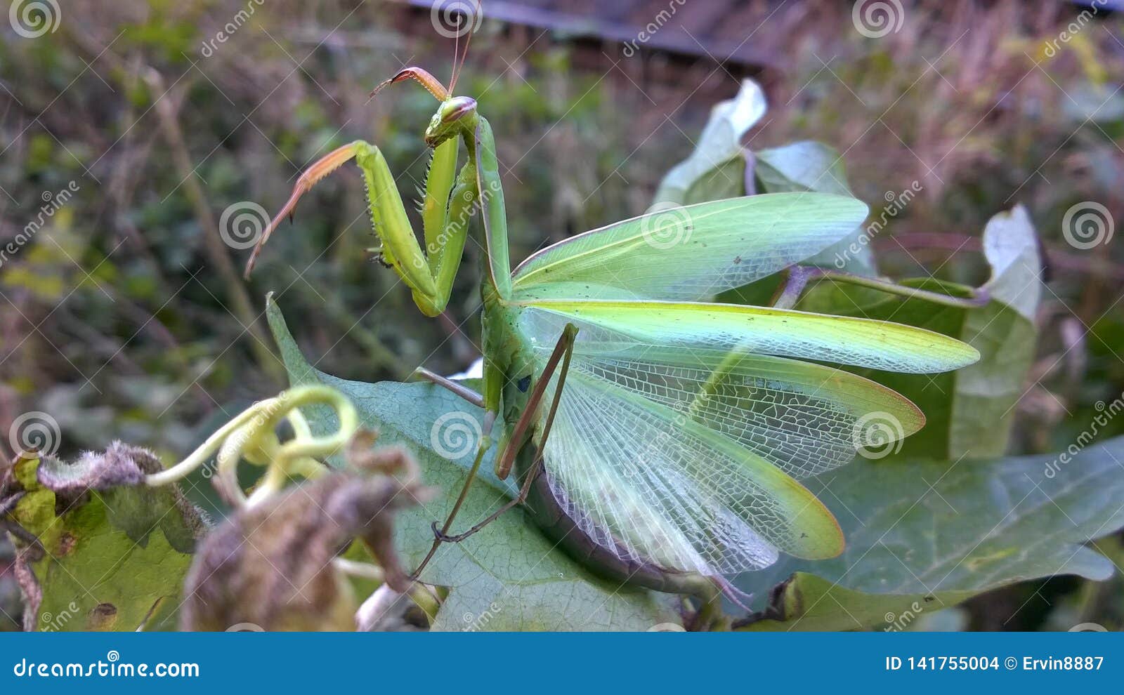 Green Praying Mantis. Nice Insect Stock Photo - Image of control ...