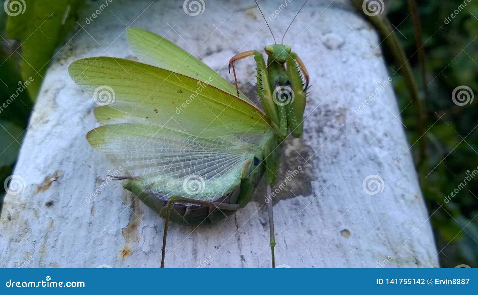 Green Praying Mantis. Nice Insect Stock Photo - Image of natural, nice ...