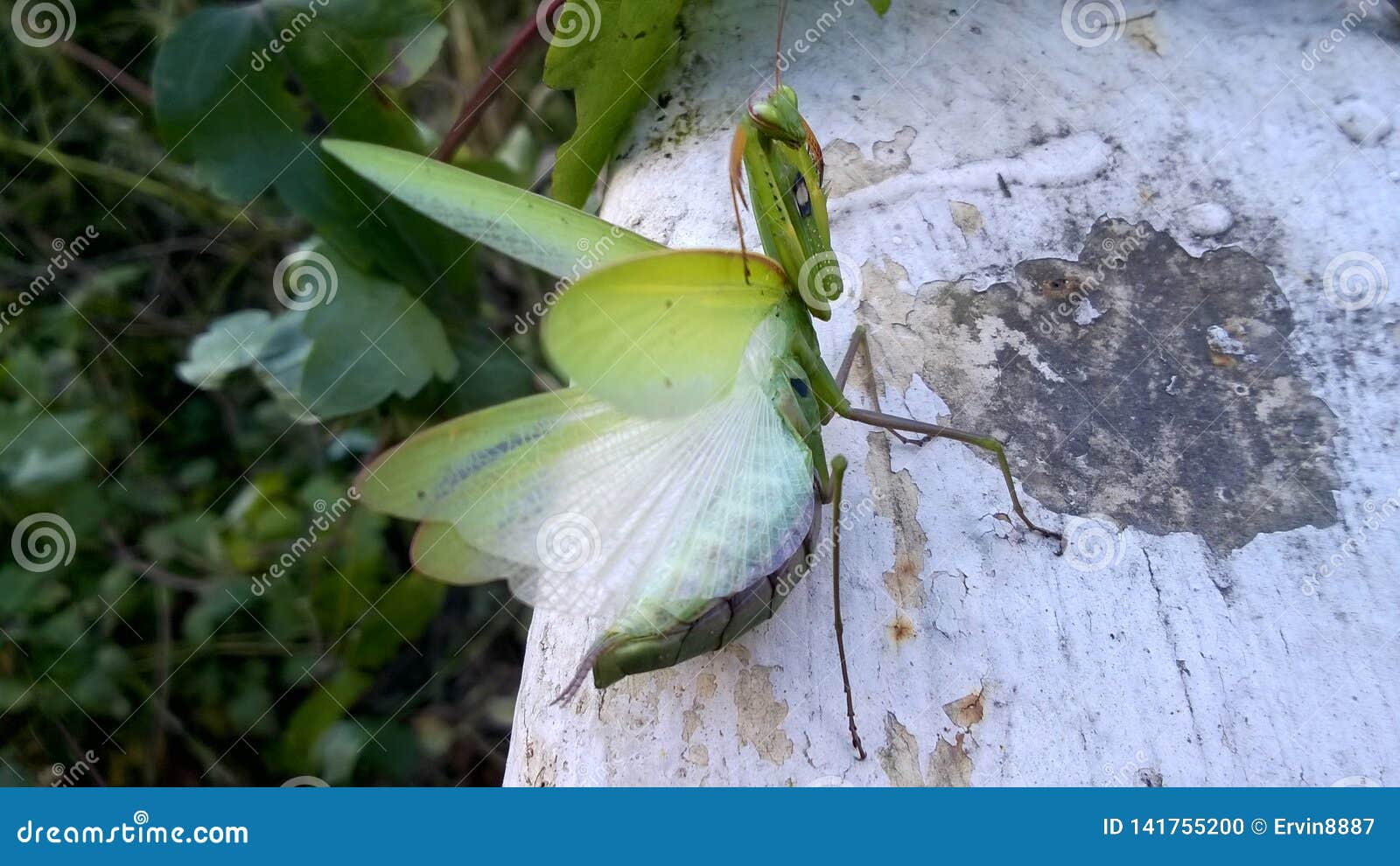Green Praying Mantis. Nice Insect Stock Photo - Image of hunter ...