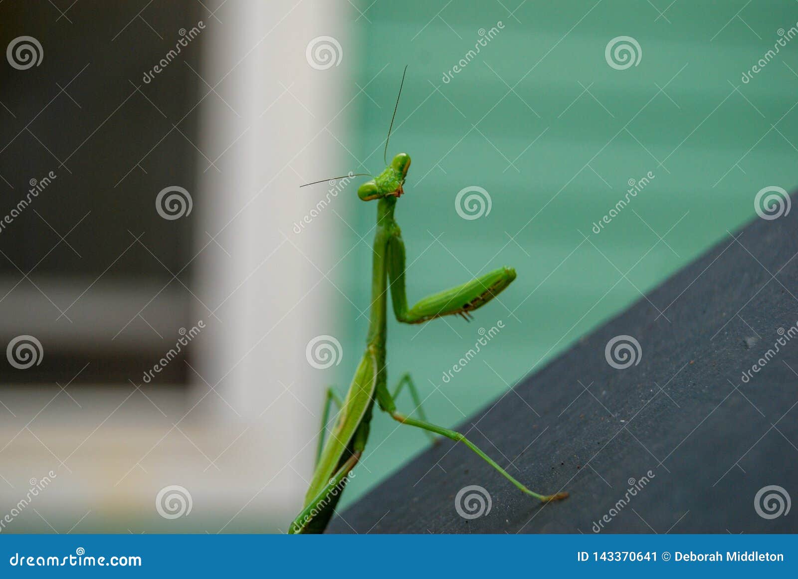 Green Praying Mantis on Railing Stock Image - Image of folded, forearms ...