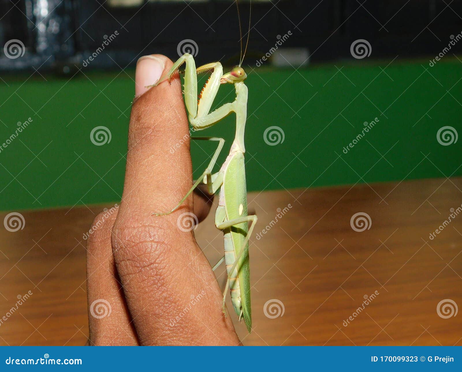 Green Praying Mantis Sitting on Finger Stock Image - Image of insect ...