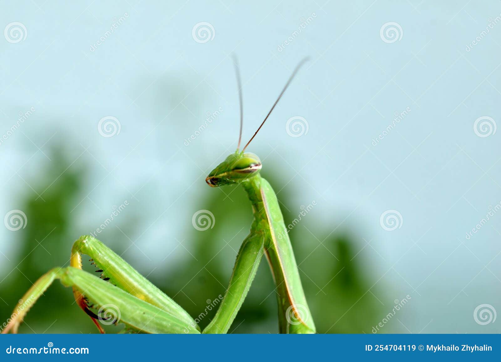 Green Praying Mantis, Taken from the Side. Stock Image - Image of ...