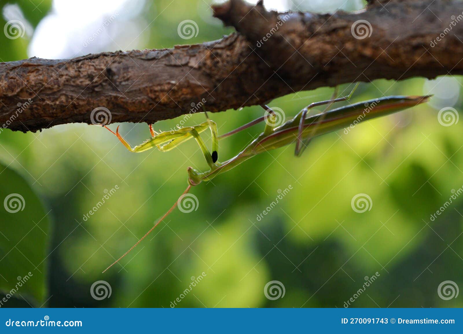 Green Praying Mantis on a Tree Branch Stock Image - Image of nature ...