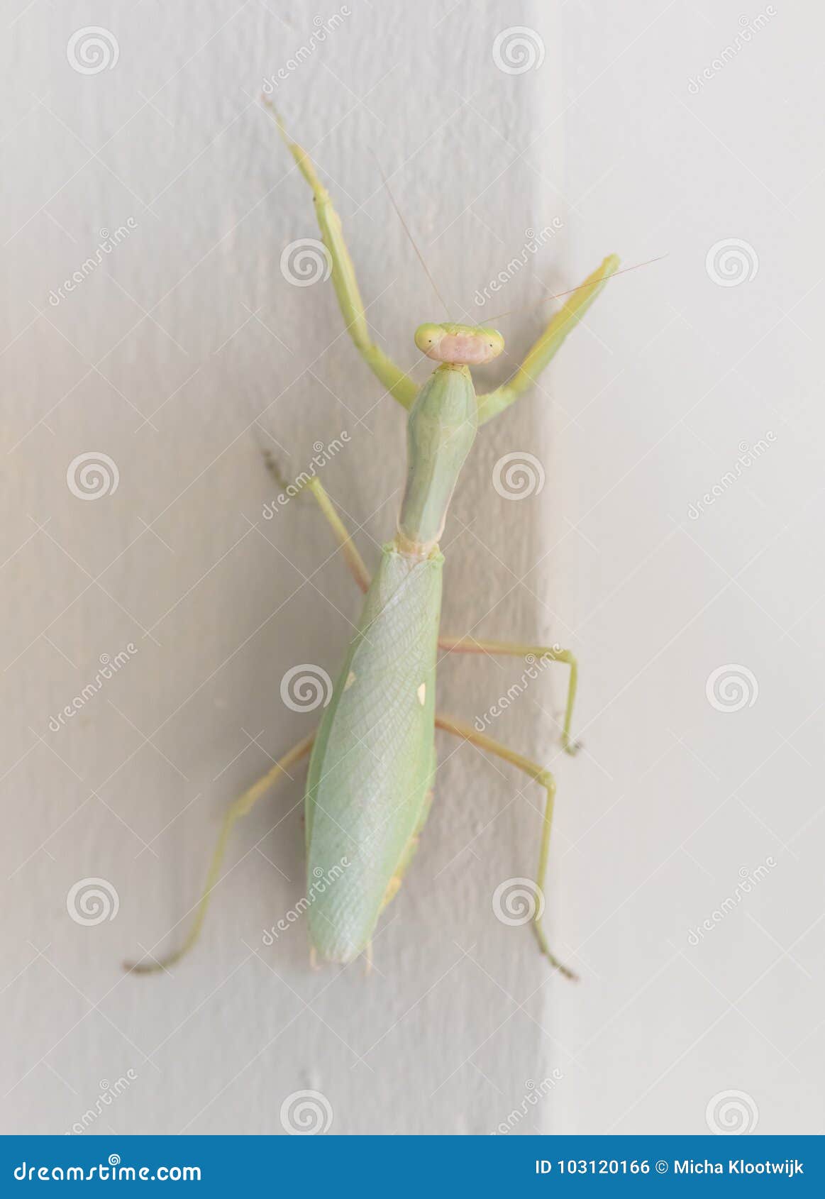 Green Praying Mantis on a Wall Mantis Religiosa Stock Photo - Image of ...