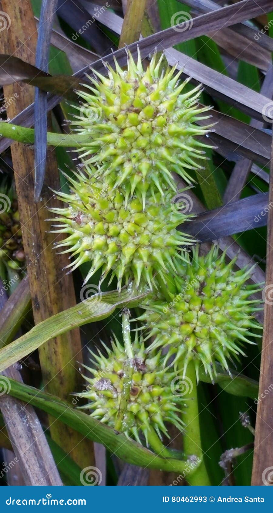 Green prickle bush stock image. Image of prickly, outdoors - 80462993