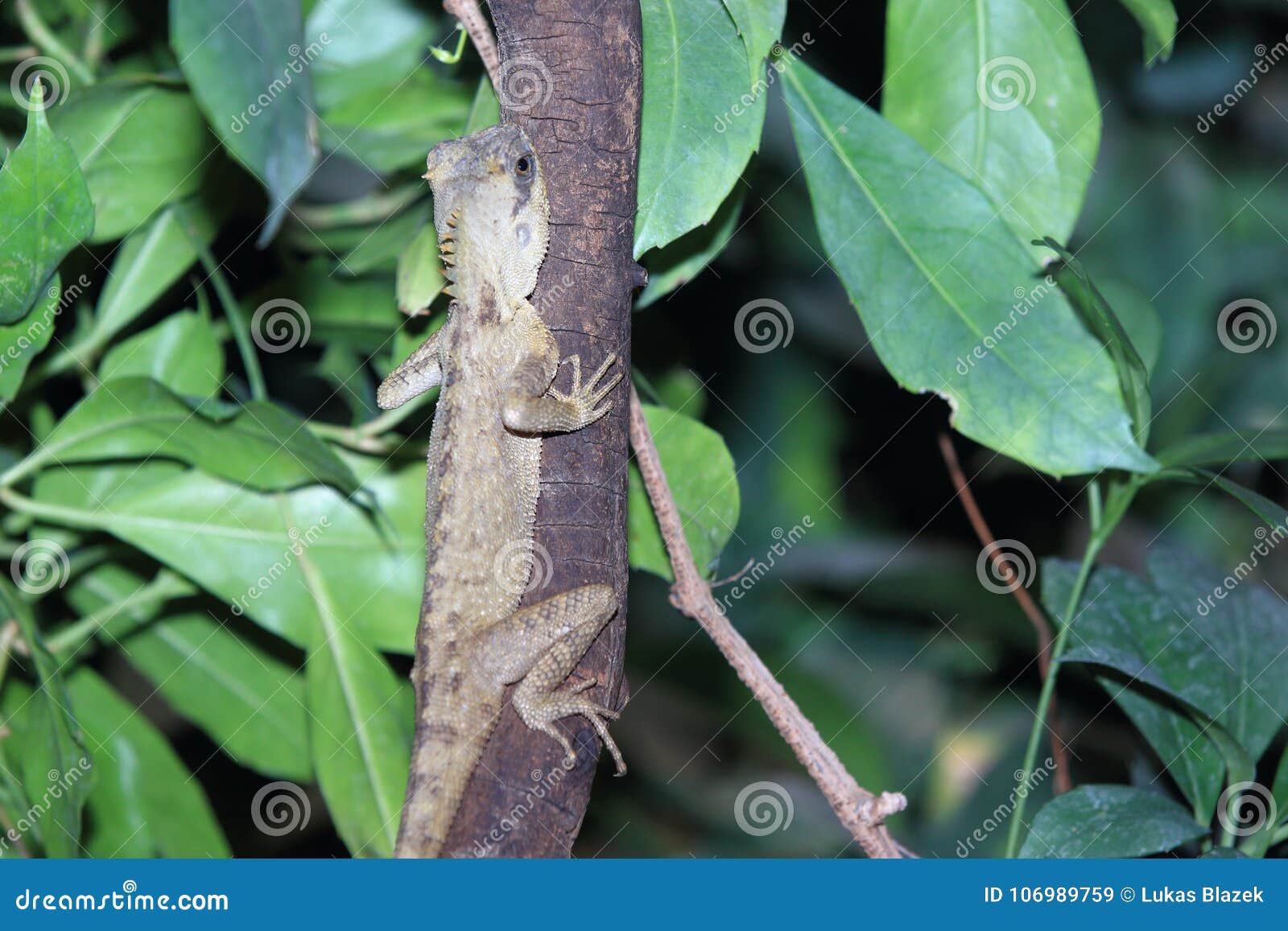 Green pricklenape lizard stock image. Image of horned - 106989759