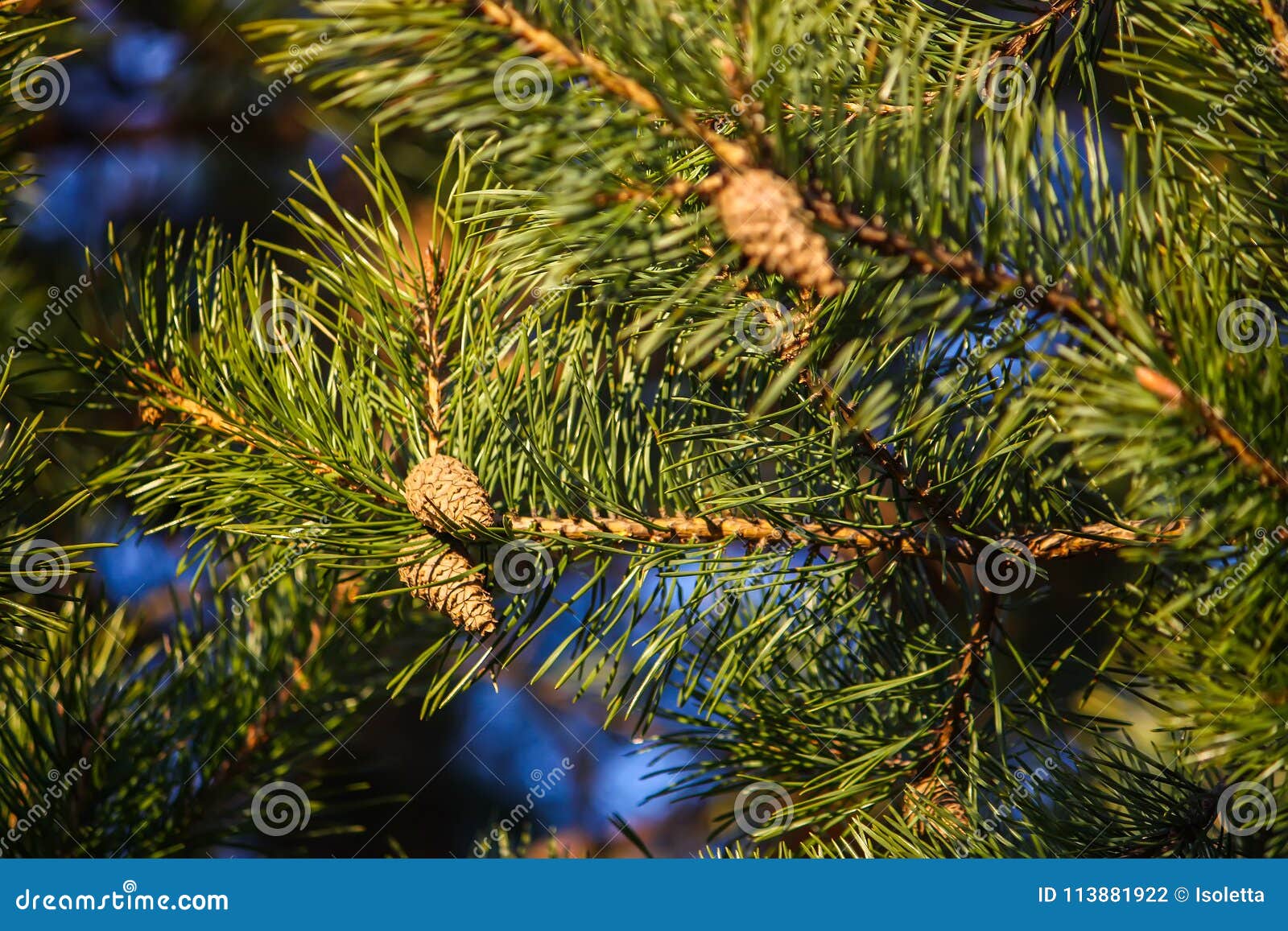 Green Prickles on Tree Branches in Spring Forest. Stock Photo - Image ...