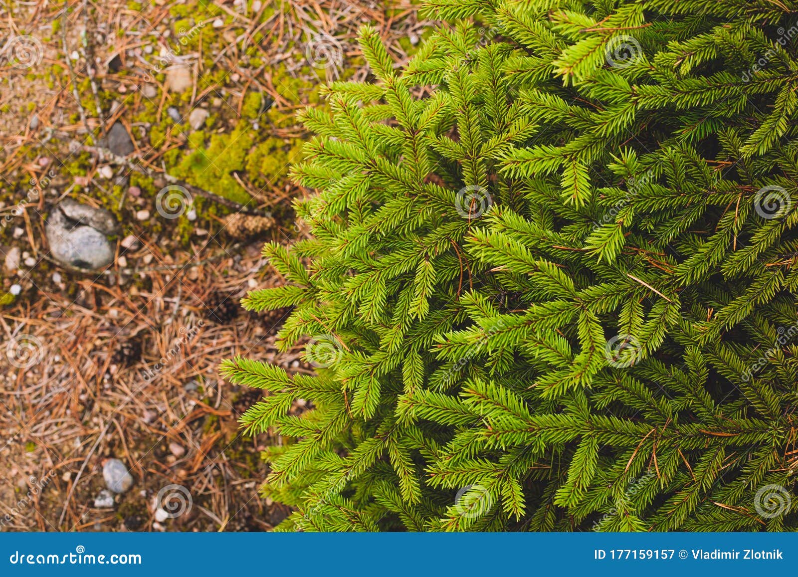 Green Prickly Branches of a Fur-tree Background Photo Stock Image ...
