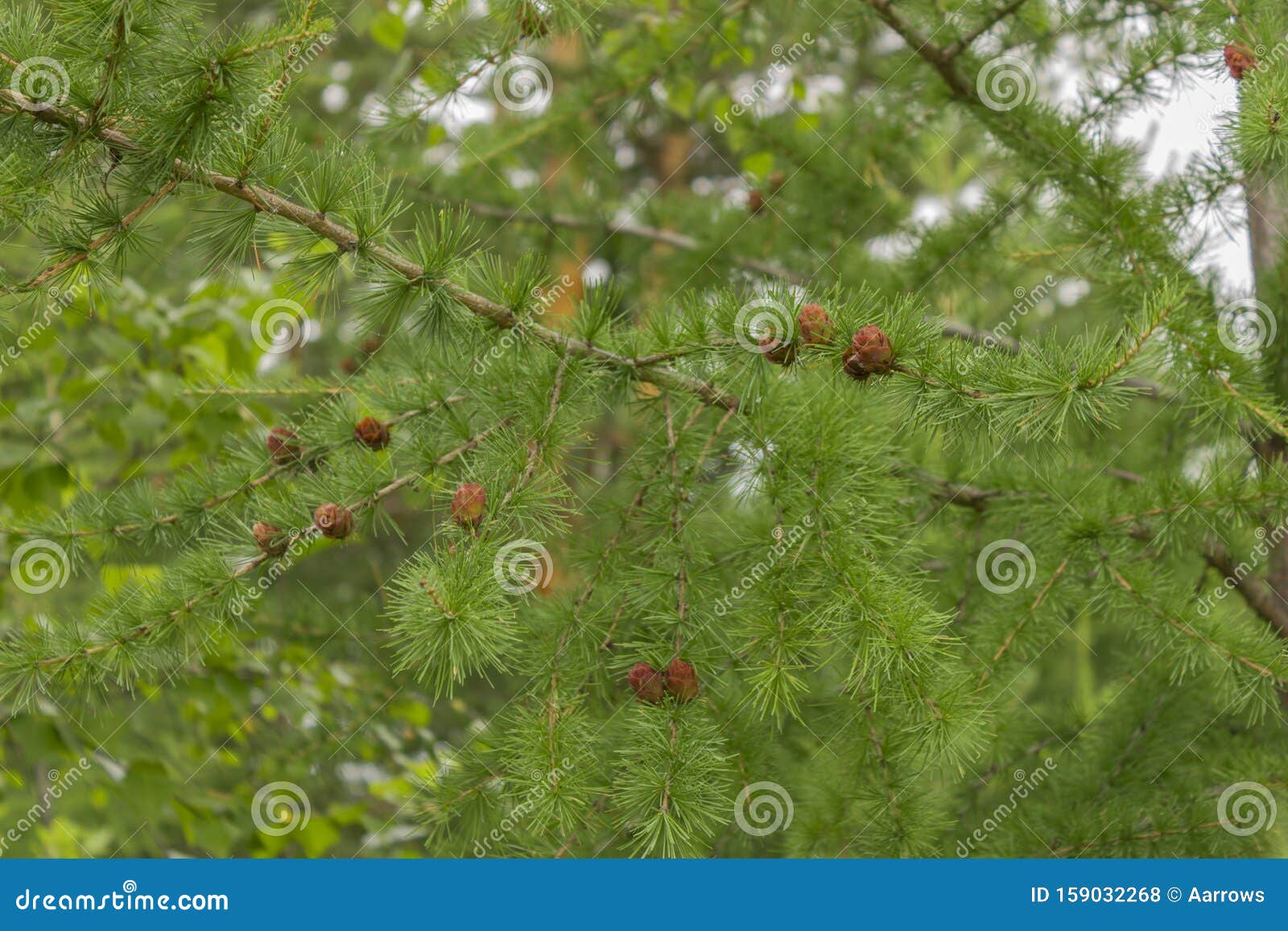 Green Prickly Branches of a Fur Tree or Pine Stock Photo - Image of ...