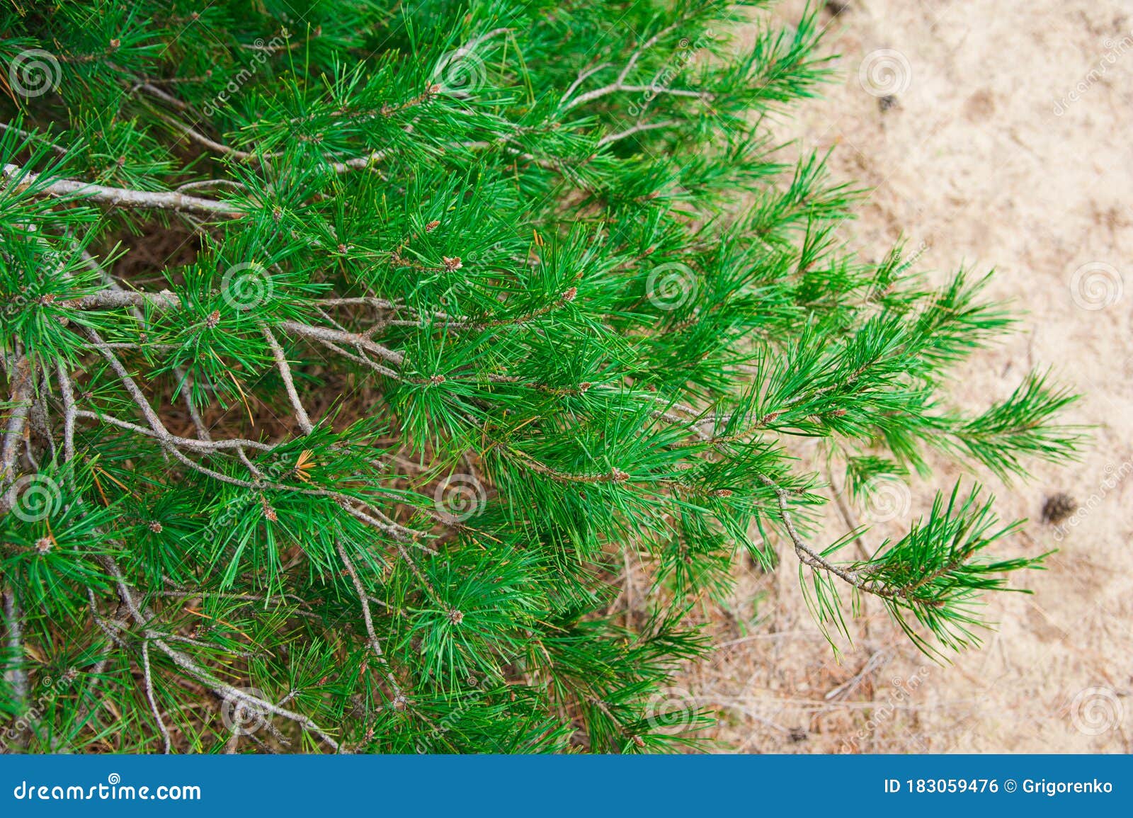 Green Prickly Branches of a Fur-tree or Pine Stock Photo - Image of ...