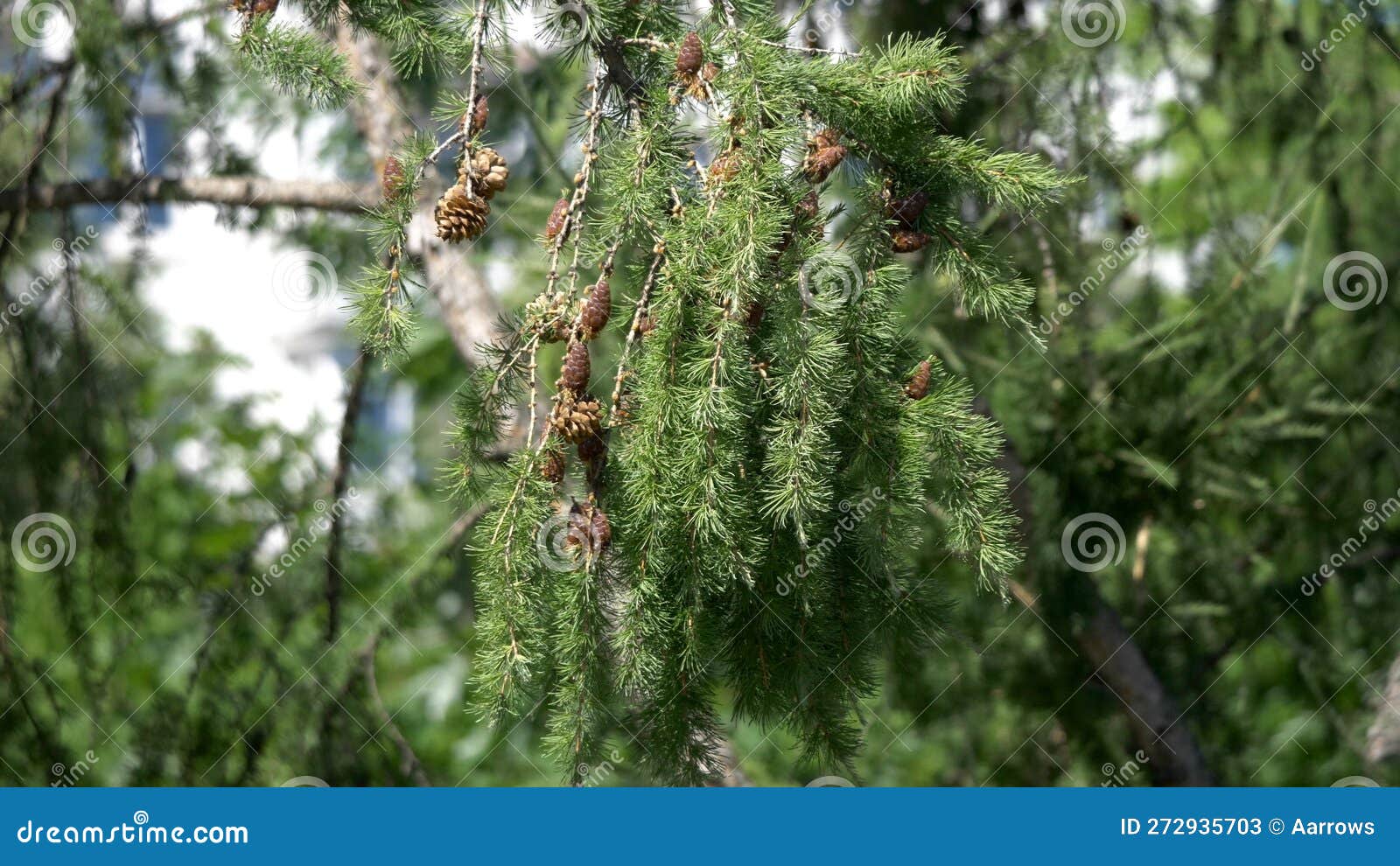 Green Prickly Branches of a Fur-tree or Pine Stock Image - Image of ...