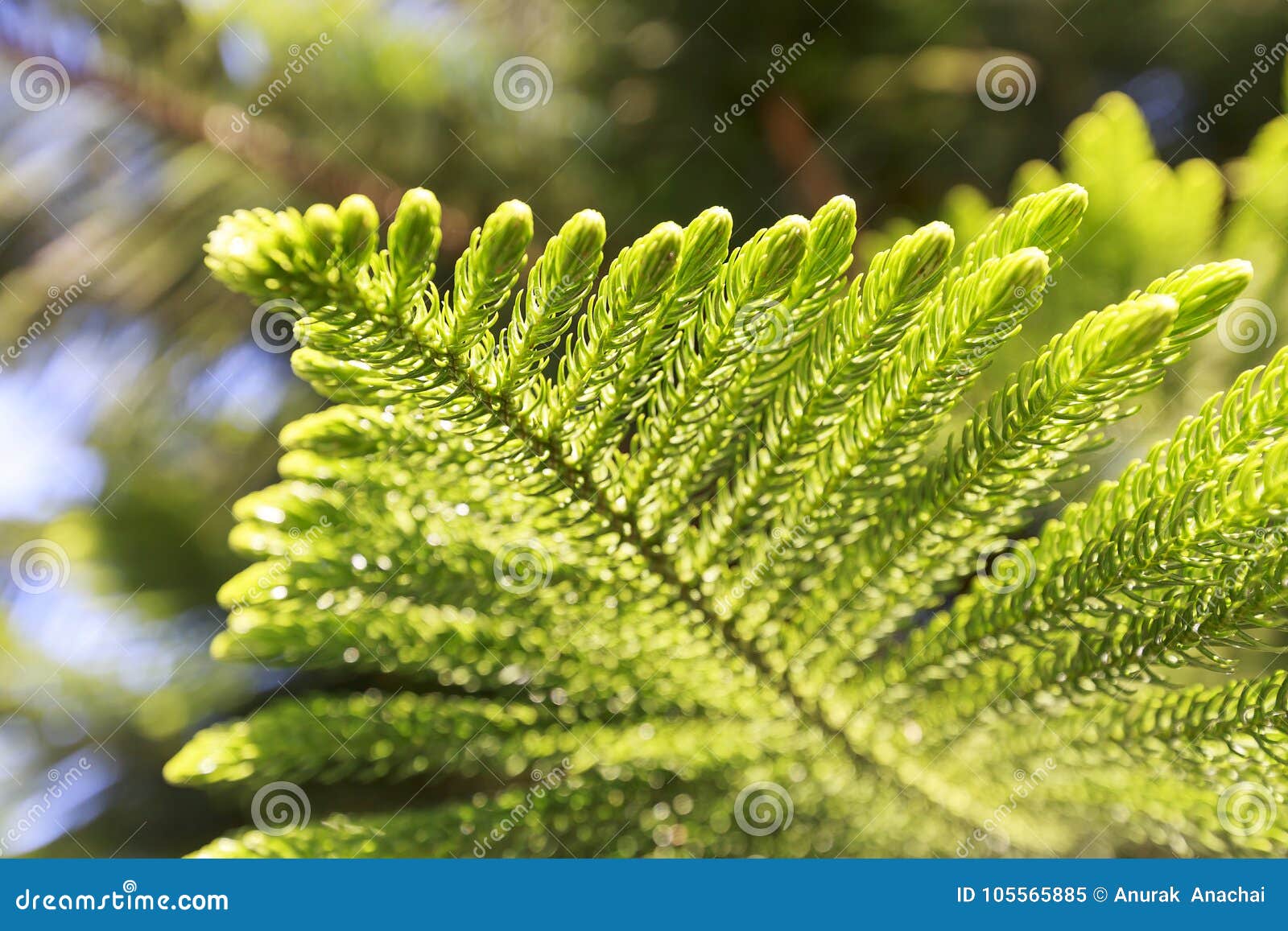 Green Prickly Branches of a Fur-tree or Pine Stock Image - Image of ...