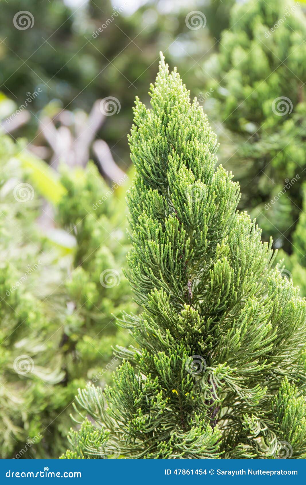 Green Prickly Branches of a Fur-tree or Pine Tree Stock Photo - Image ...