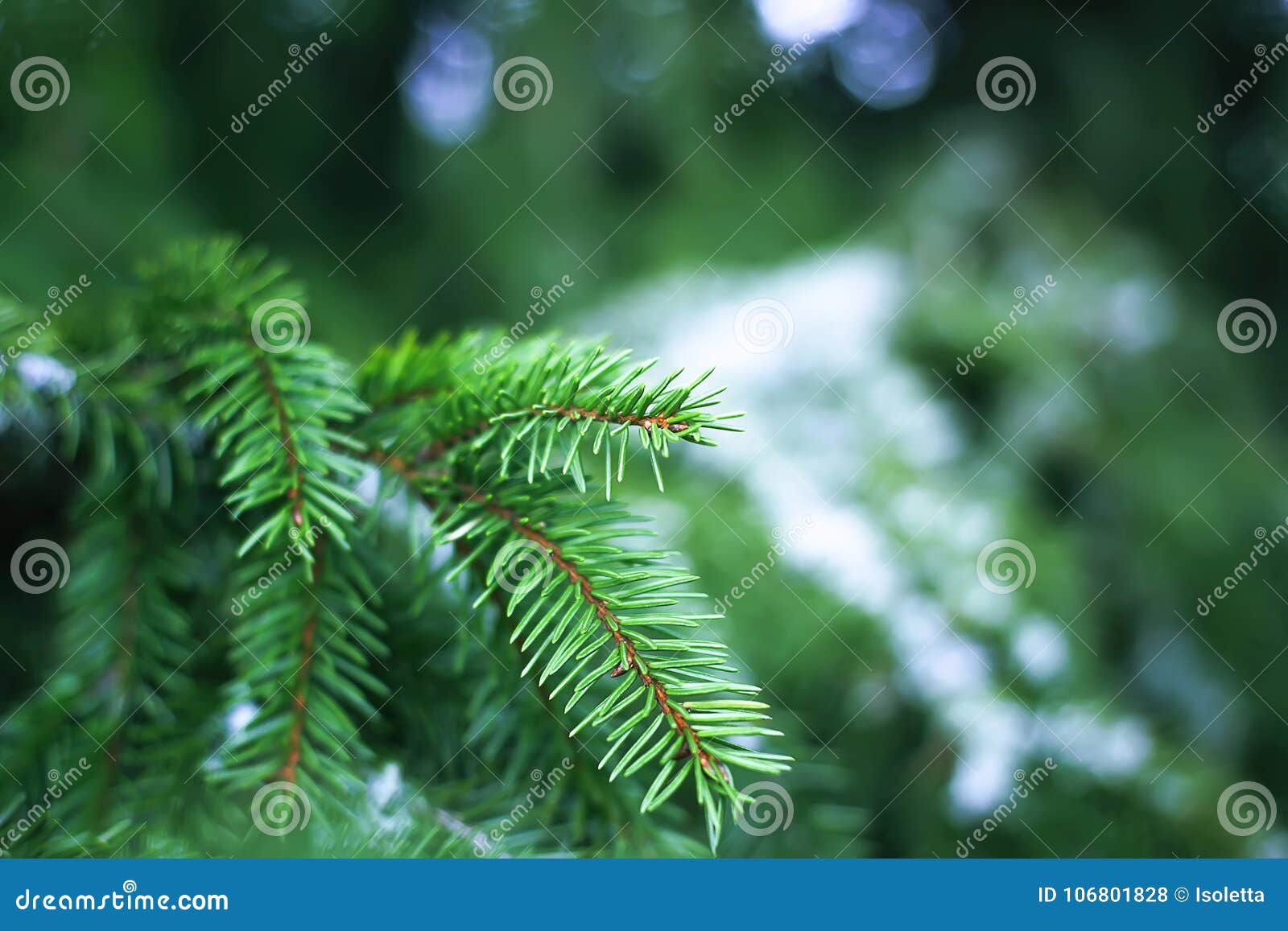 Green Prickly Fir Tree Branch Close Up. Stock Photo - Image of card ...