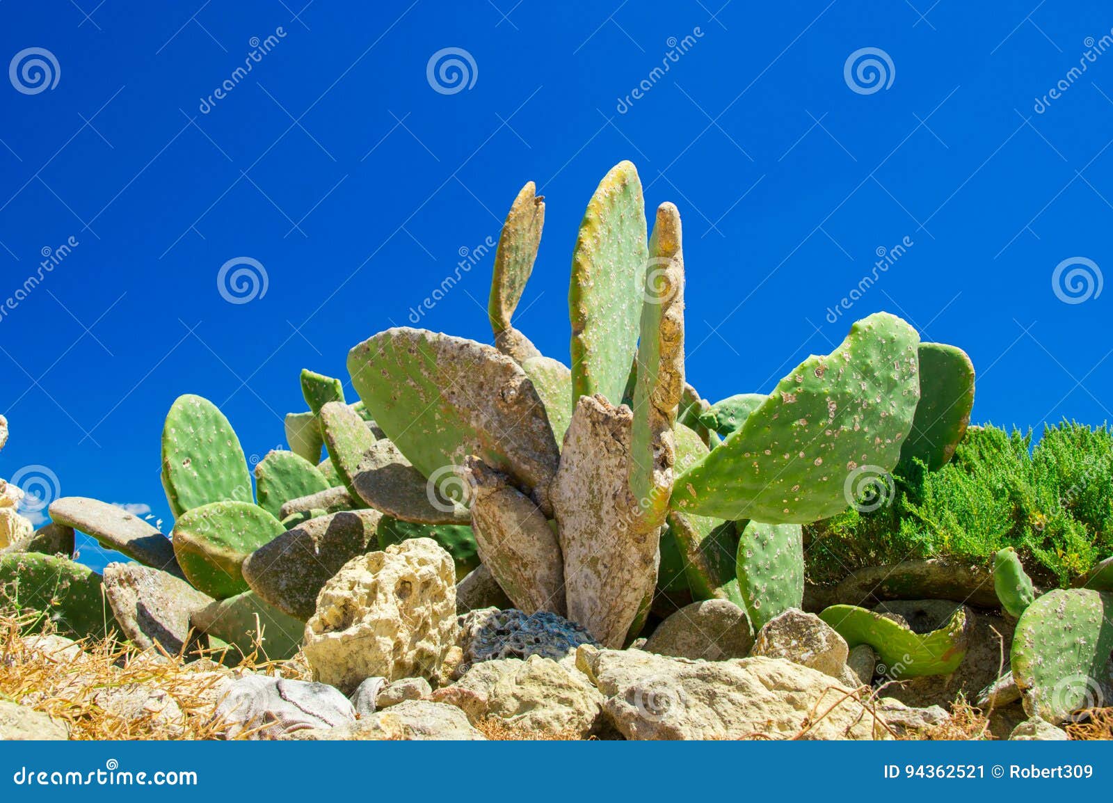 Green Prickly Pear Cactus on the Gozo Island in Malta. Stock Image ...