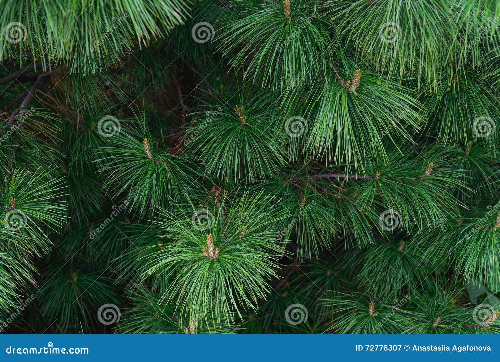 Green Prickly of Pine Tree Branches, Background Stock Image - Image of ...