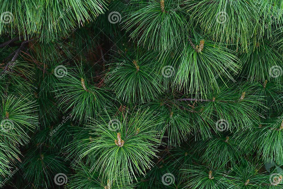 Green Prickly of Pine Tree Branches, Background Stock Image - Image of ...
