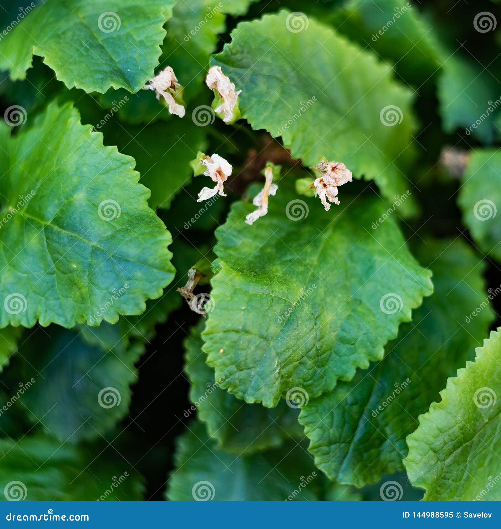 Green primula leaves stock image. Image of floral, nature - 144988595