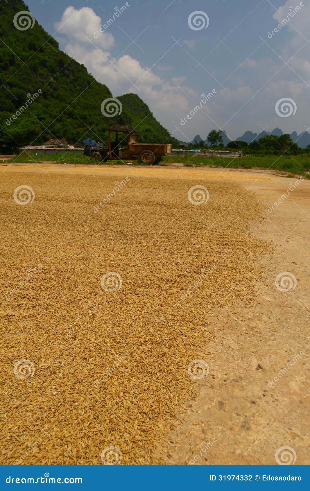 Drying Grain stock photo. Image of nature, green, grains - 31974332