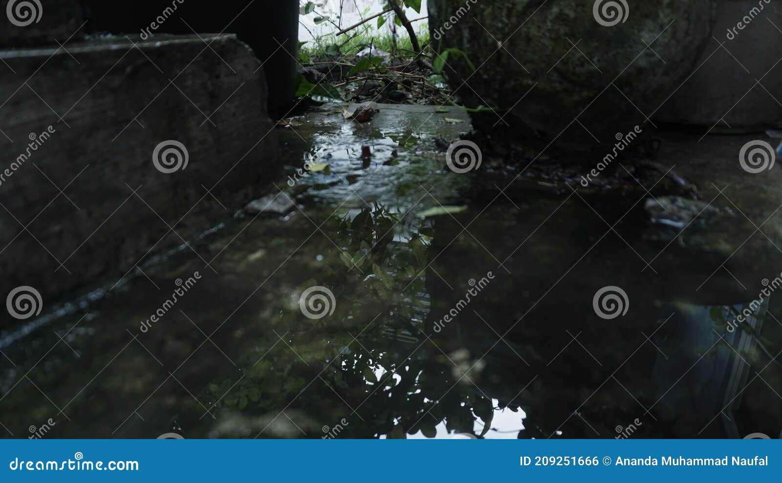 Green puddle in the garden stock photo. Image of afternoon - 209251666