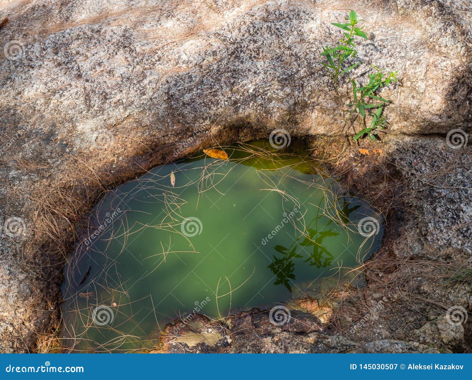 Green Puddle in the Rock of the Waterfall with Floating Needles Stock ...