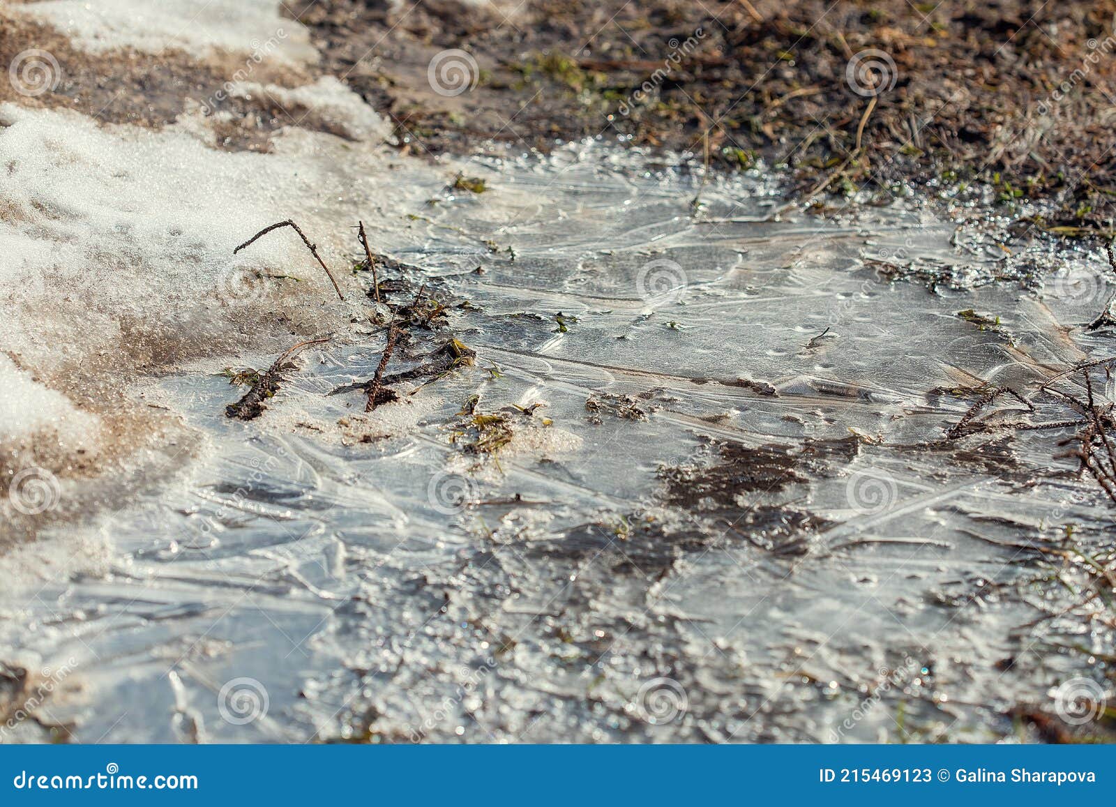 Green Puddles on a Spring Morning in the Village Stock Image - Image of ...