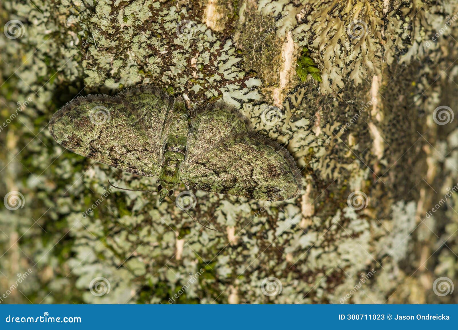 Green Pug - Pasiphila Rectangulata Stock Image - Image of species, pond ...