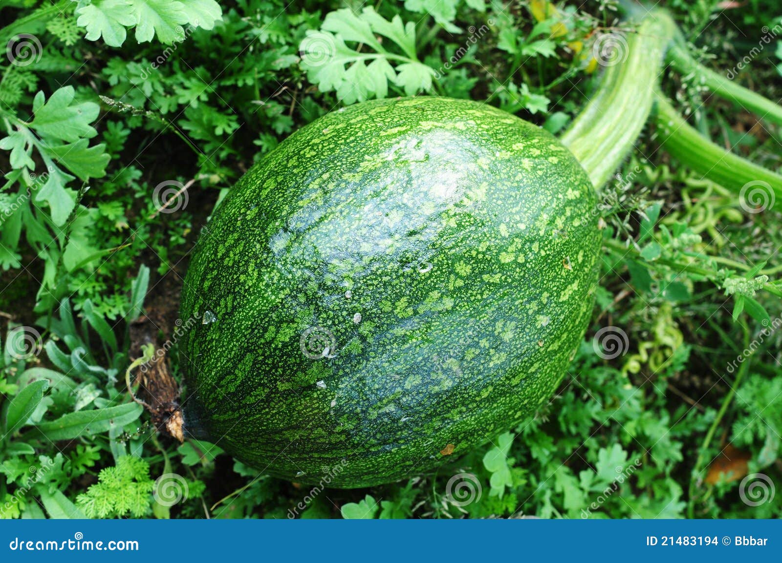 Green pumpkin stock photo. Image of pumpkin, ripe, season - 21483194