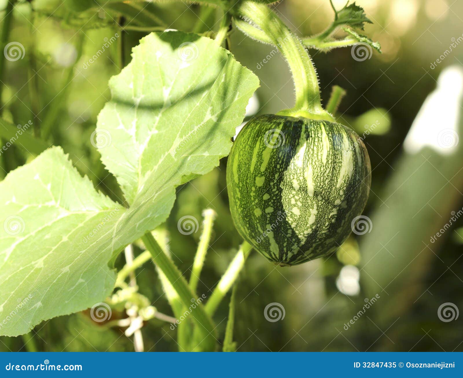 Green pumpkin on a branch. stock image. Image of agriculture - 32847435