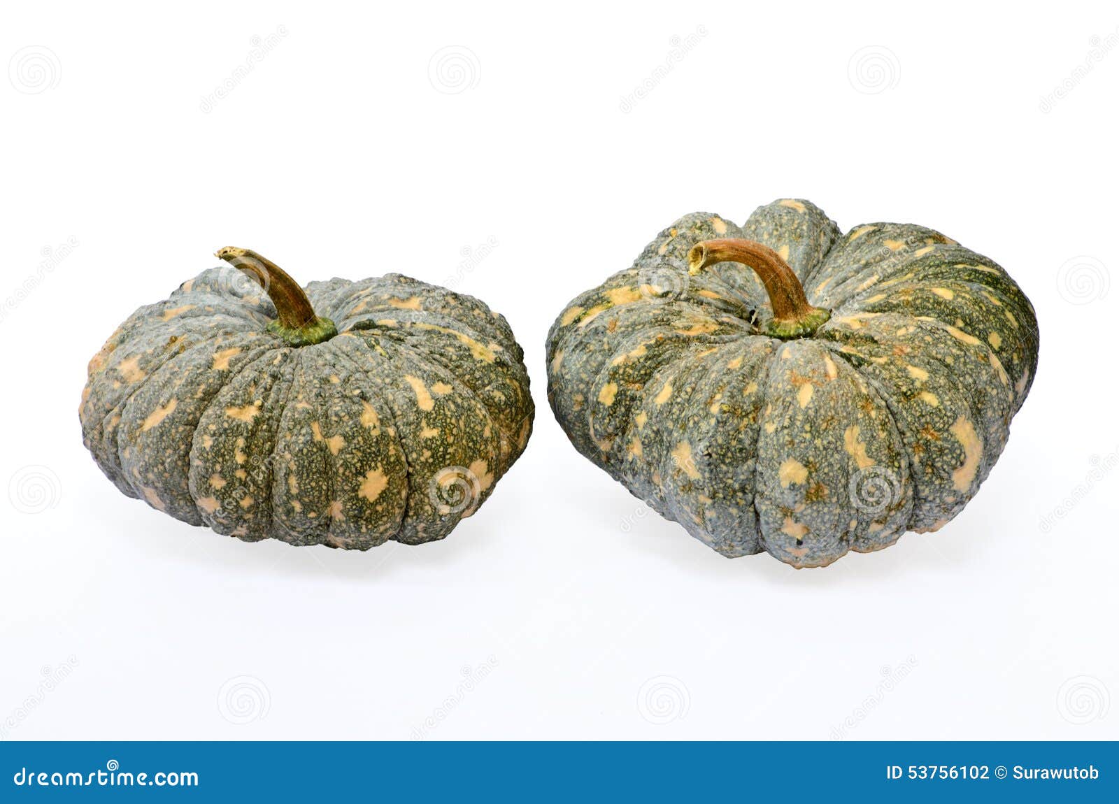Green pumpkin fruit stock photo. Image of holiday, autumn - 53756102