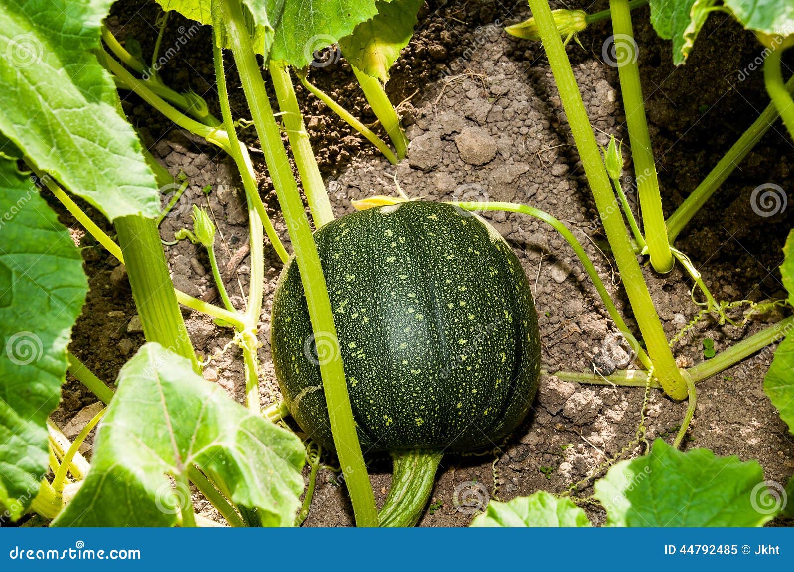 Green pumpkin stock image. Image of plant, halloween - 44792485