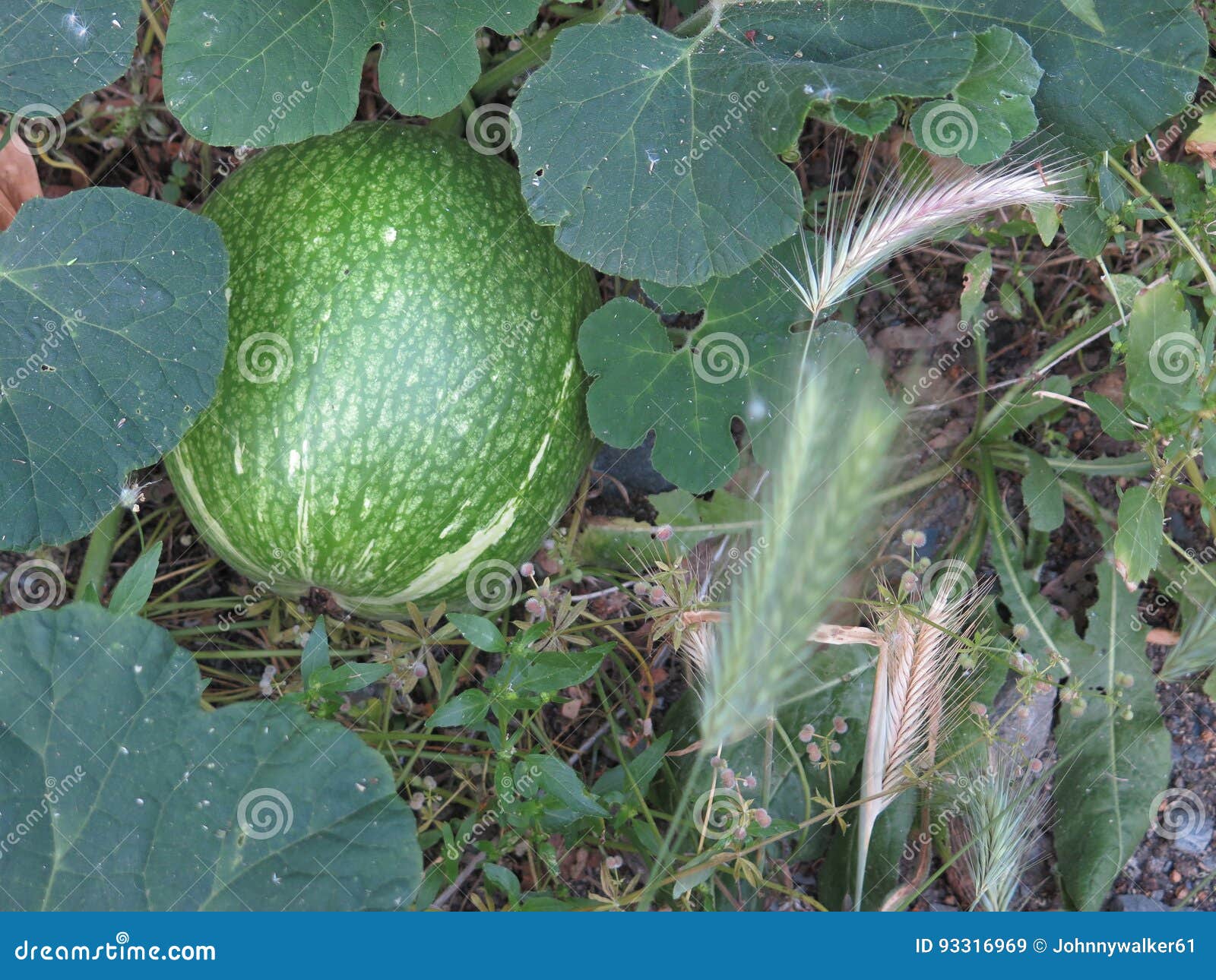 Green Pumpkin in Weeds on Roadside Stock Image - Image of outdoor ...