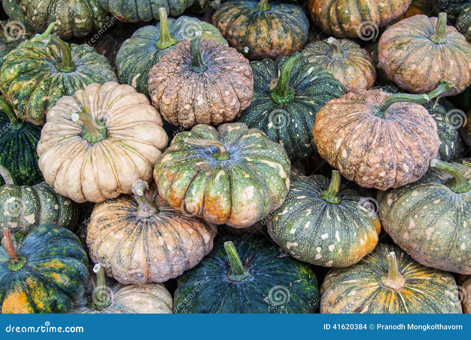 Green Pumpkins stock photo. Image of asia, lifestyle - 41620384