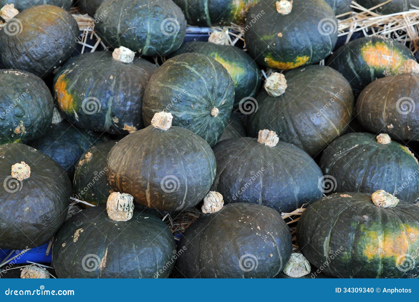 Green pumpkins stock photo. Image of gourd, crop, halloween - 34309340