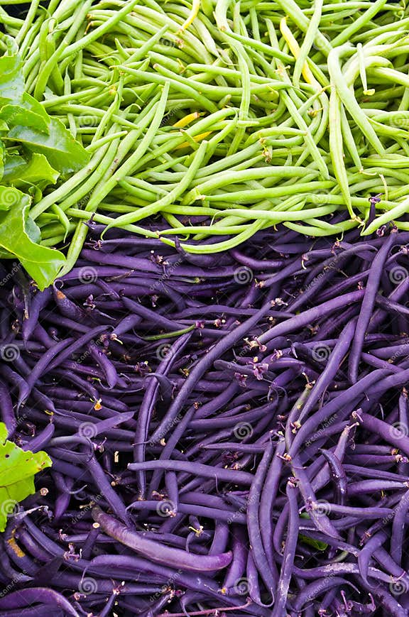 Green and purple beans stock photo. Image of purple, bean - 20915570