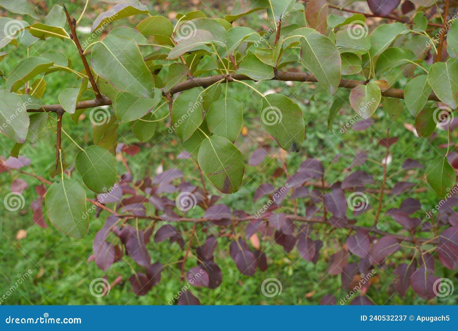 Green and Purple Foliage of Pear in October Stock Image - Image of ...
