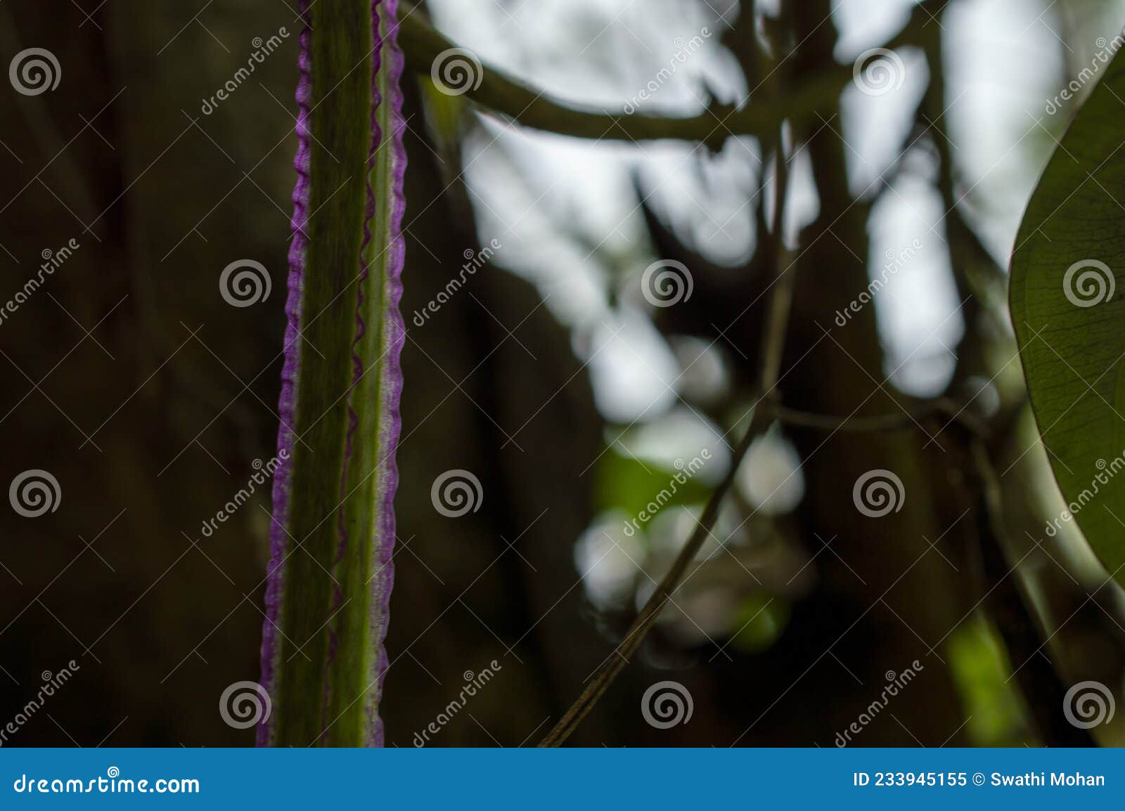 Green and Purple Stem of a Wild Climber Plant Stock Image - Image of ...