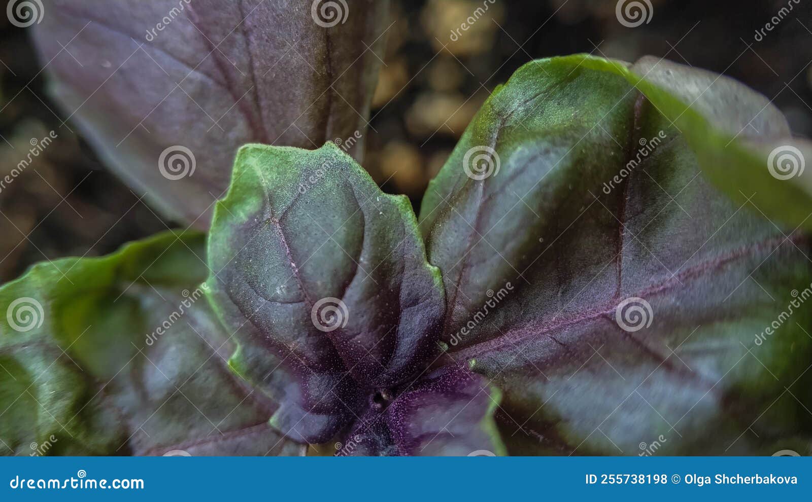 Green-purple Young Basil Sprout Macro Close-up Horizontal Format, Top ...